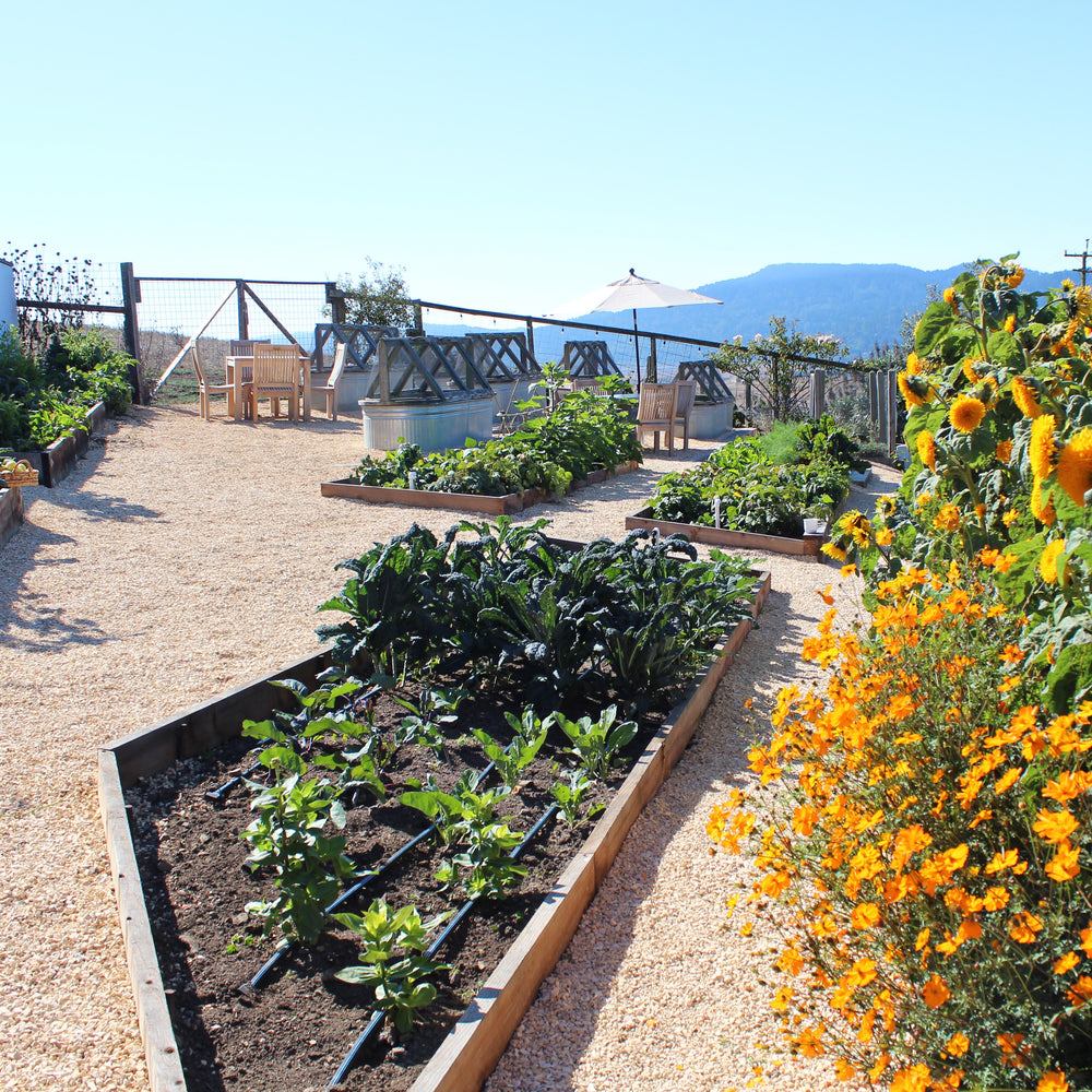 The Blog – Point Reyes Farmstead Cheese Company